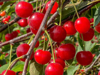 Traveling Michigan | Your AUTHENTIC Website Guide to Michigan!