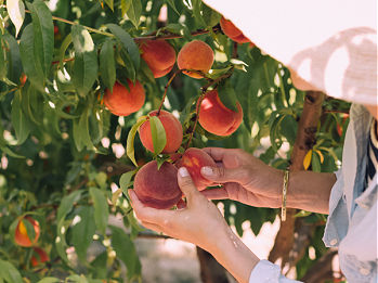 Traveling Michigan | Your AUTHENTIC Website Guide to Michigan!