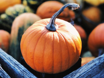 Traveling Michigan | Your AUTHENTIC Website Guide to Michigan!